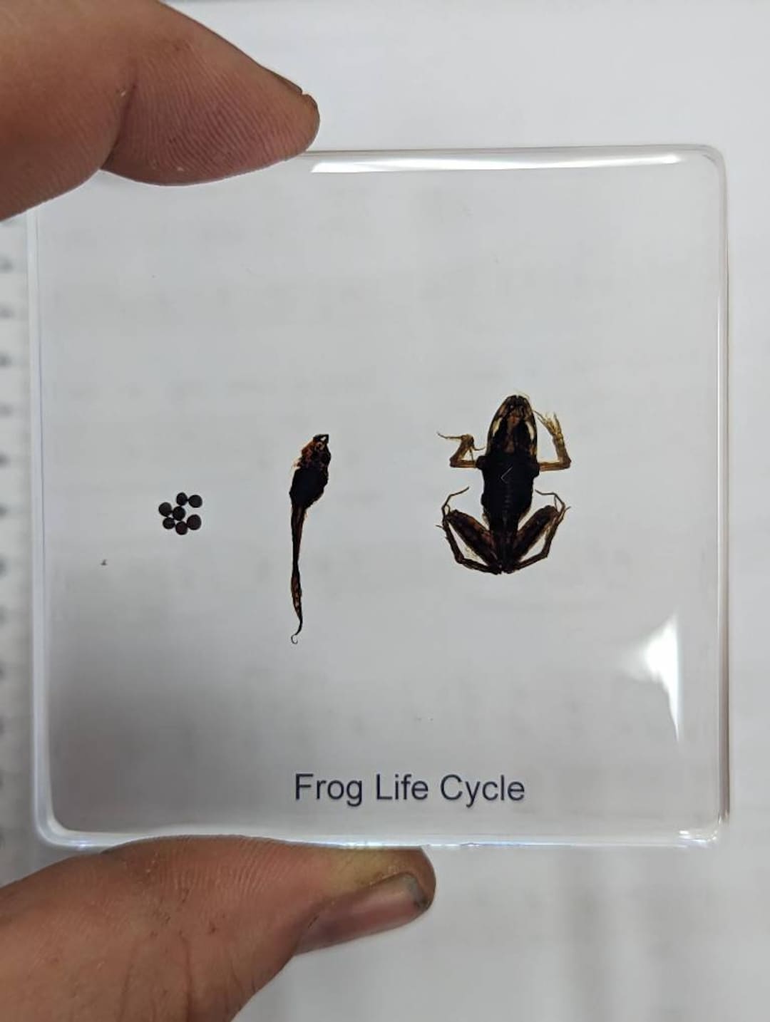 Frog Life Cycle - Educational Collectible, Real Creatures in Resin ...