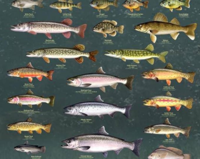 Fresh Water Game Fish Large Laminated Educational Poster - Etsy