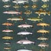 Fresh Water Game Fish Large Laminated Educational Poster - Etsy