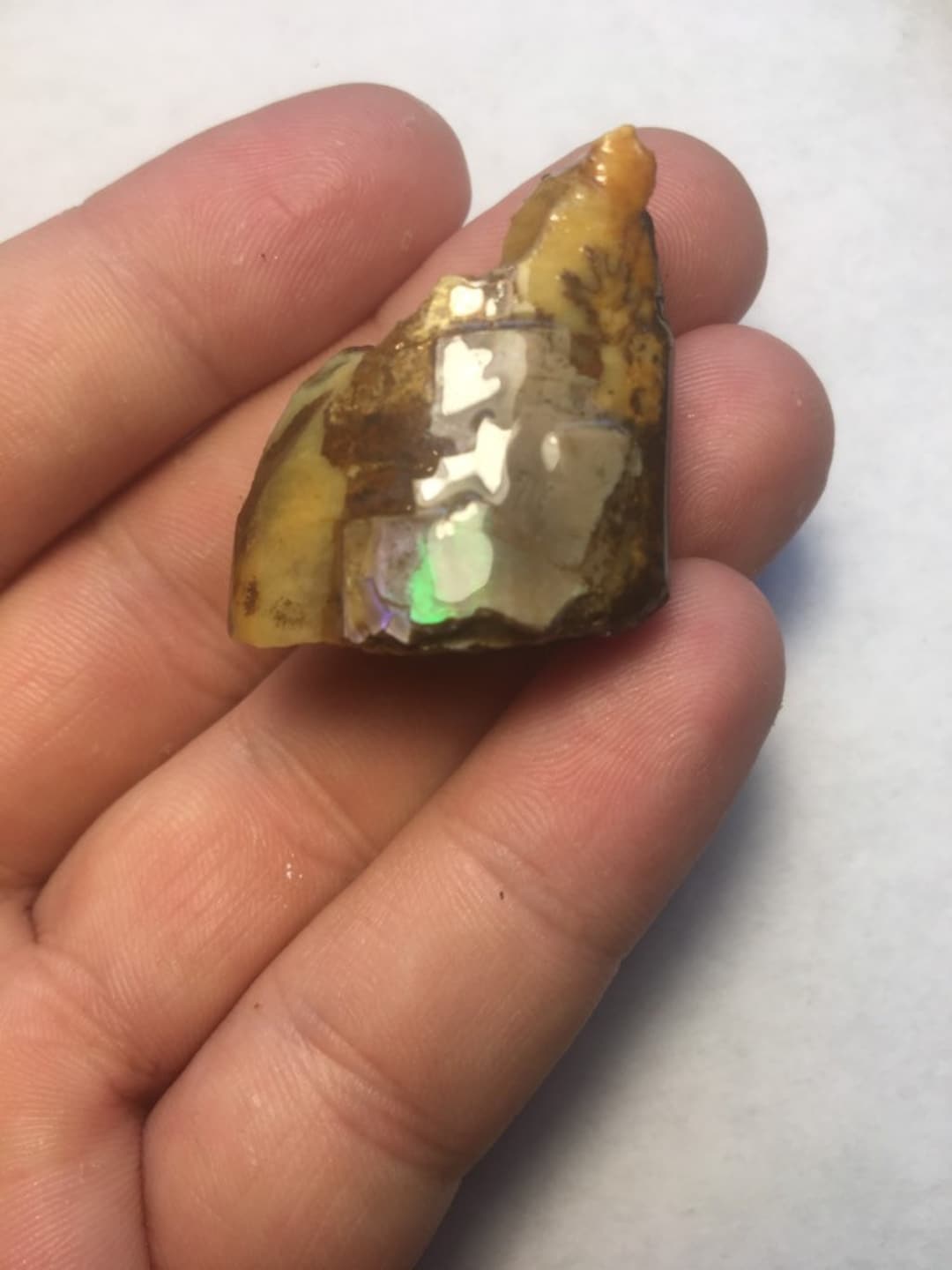Rainbow Baculite Ammonite Fossil, El Paso County Colorado - Etsy