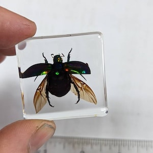 Rainbow Scarab Beetle - Modern Day Fossils - Preserved in Lucite Resin ...