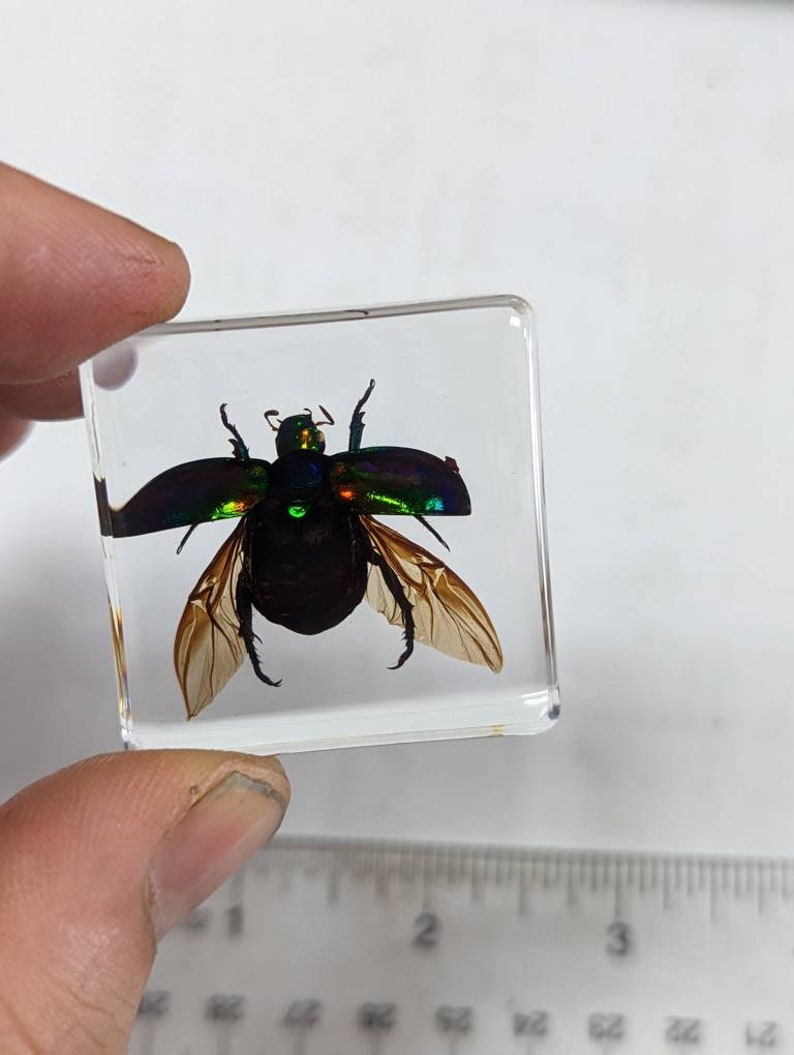 Rainbow Scarab Beetle - Modern Day Fossils - Preserved in Lucite Resin ...