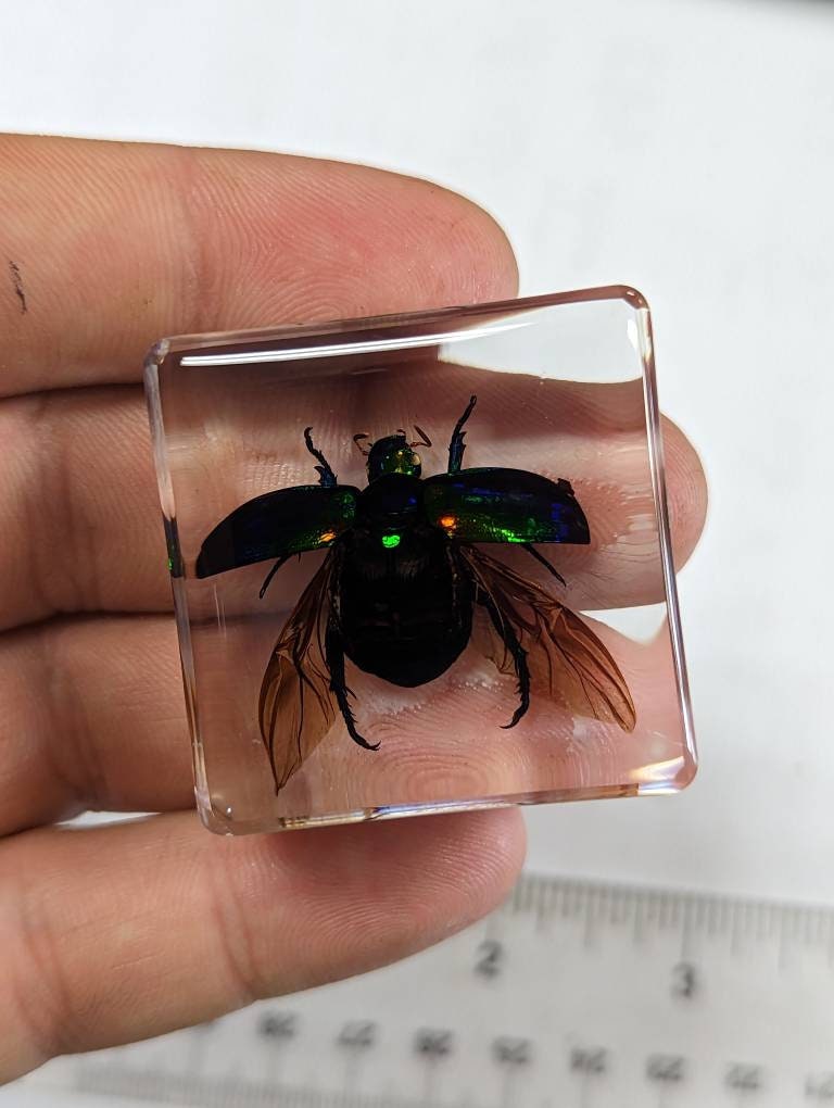 Rainbow Scarab Beetle - Modern Day Fossils - Preserved in Lucite Resin ...