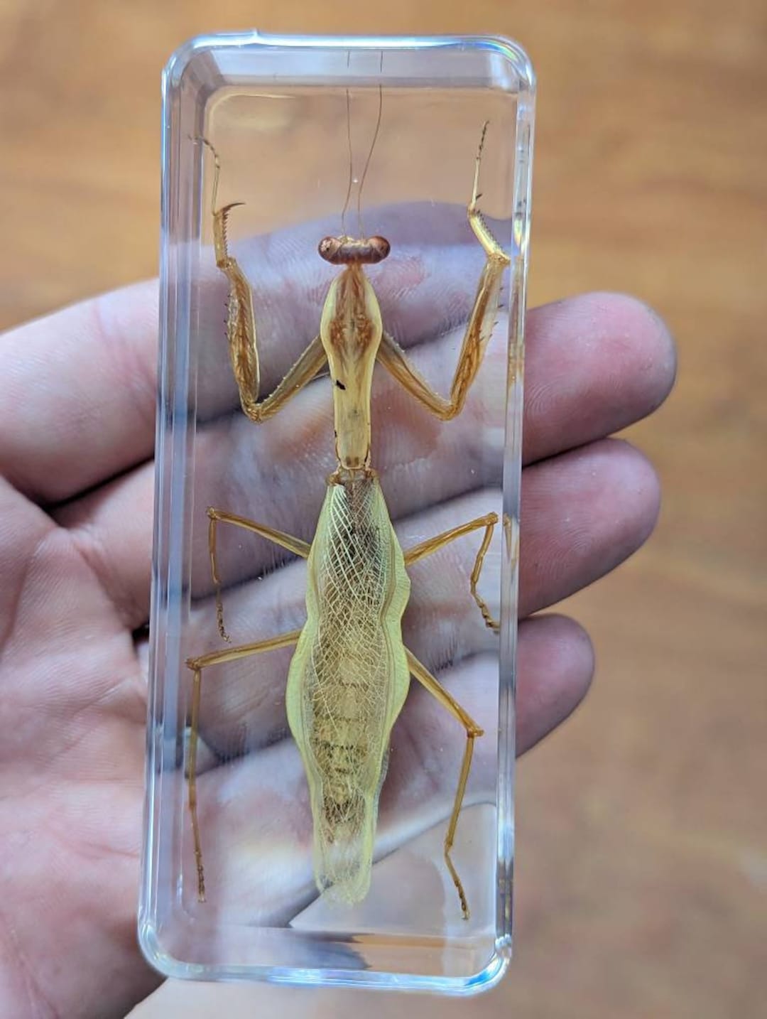 Large Praying Mantis - Cool Educational Gift for All - Modern Day ...