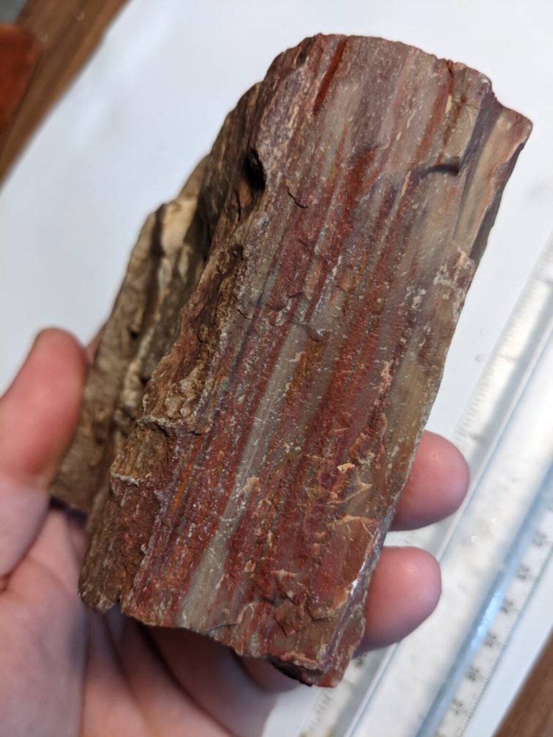 Large Red Petrified Wood from Alabama cool growth | Etsy