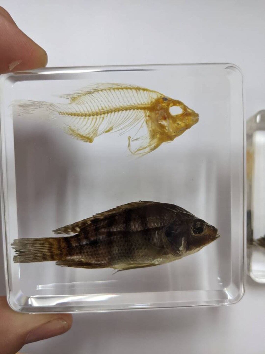 Modern Day Fossils - Fish W Fish Skeleton - Etsy