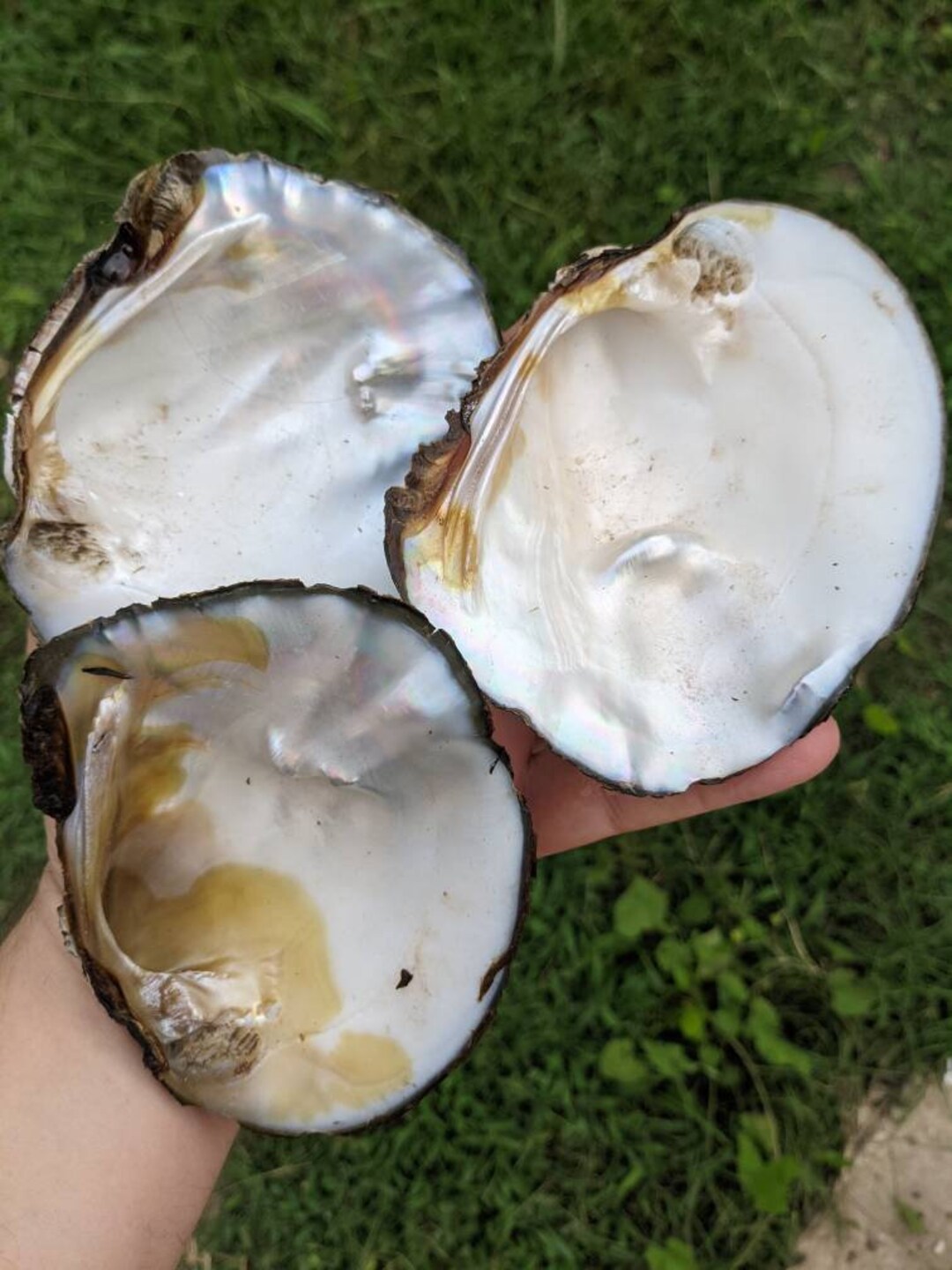 Large Tennessee River Blister Pearl Shell, Rainbow Abalone - Etsy