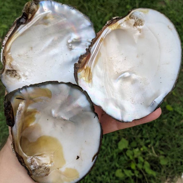 Tennessee River Pearls - Etsy