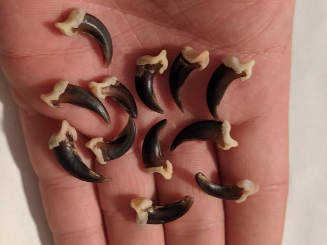 Coyote Claw - Etsy