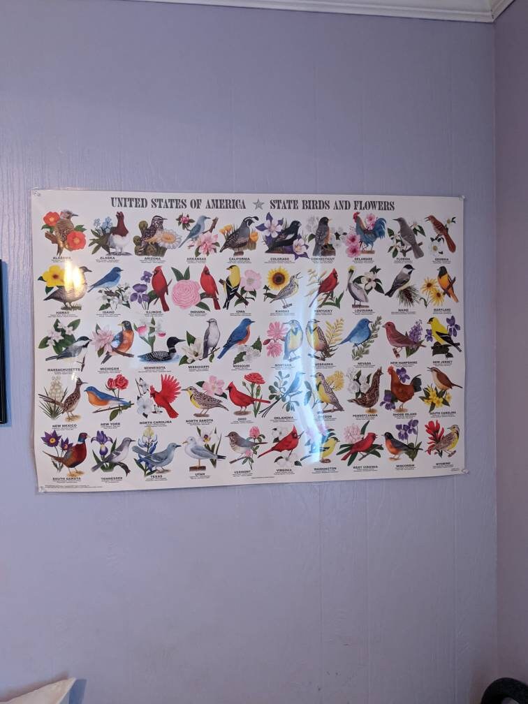 State Birds and Flowers Large Laminated Educational Poster | Etsy
