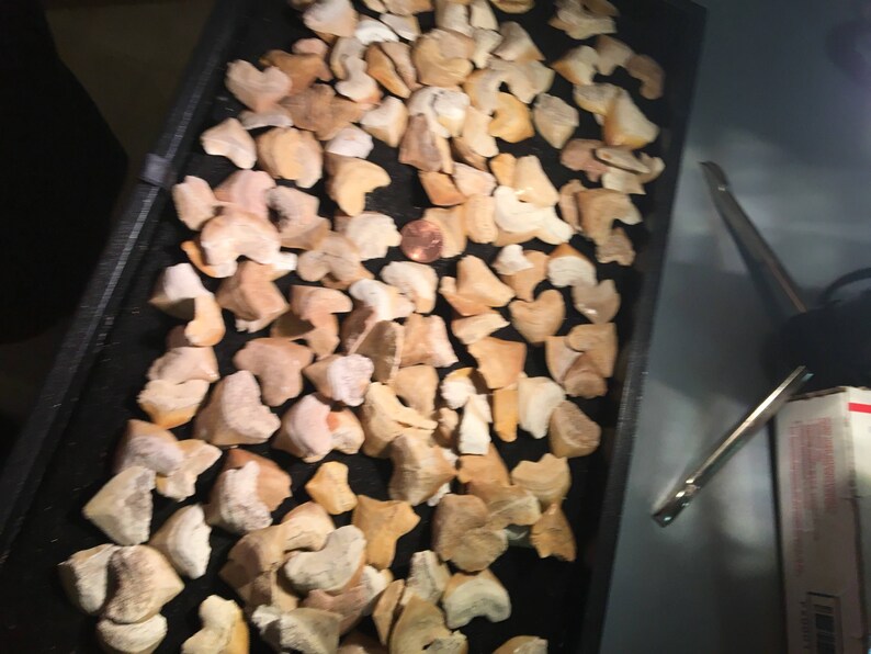 Wholesale Corax Shark Teeth - Etsy