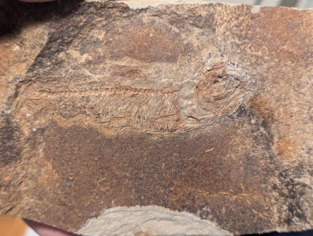 Large Fossil Fish From Wyoming - Etsy