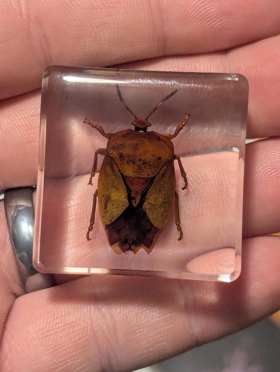 Lychee Stink Bug - Modern Day Fossils - Preserved in Lucite Resin - Etsy