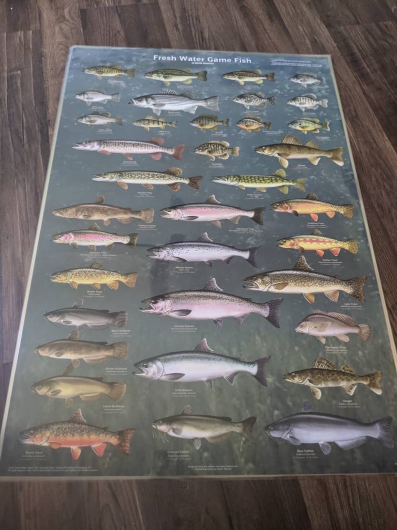 Fresh Water Game Fish Large Laminated Educational Poster - Etsy