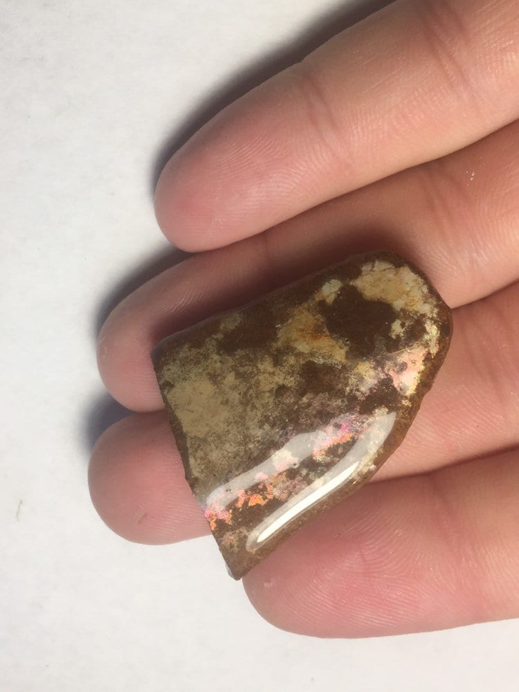 Rainbow Baculite Ammonite Fossil El Paso County Colorado | Etsy