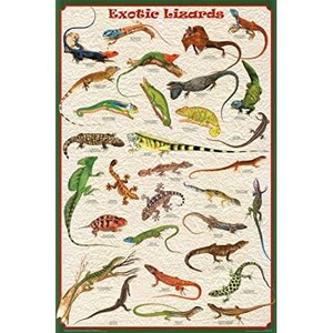 Exotic Lizards Large Laminated Educational Poster - Etsy