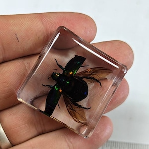 Rainbow Scarab Beetle - Modern Day Fossils - Preserved in Lucite Resin ...