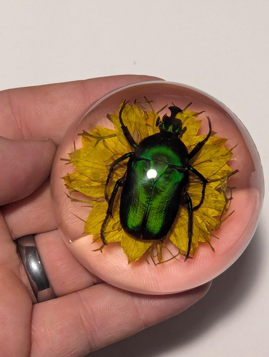 Large Rainbow Scarab Beetle on Yellow Flower - Cool Educational Gift ...