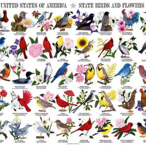 State Birds and Flowers Large Laminated Educational Poster - Etsy