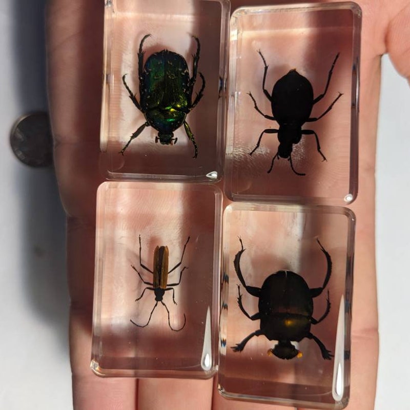 Beetle Collection - Etsy