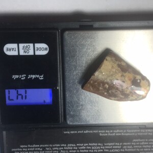 Rainbow Baculite Ammonite Fossil, El Paso County Colorado - Etsy