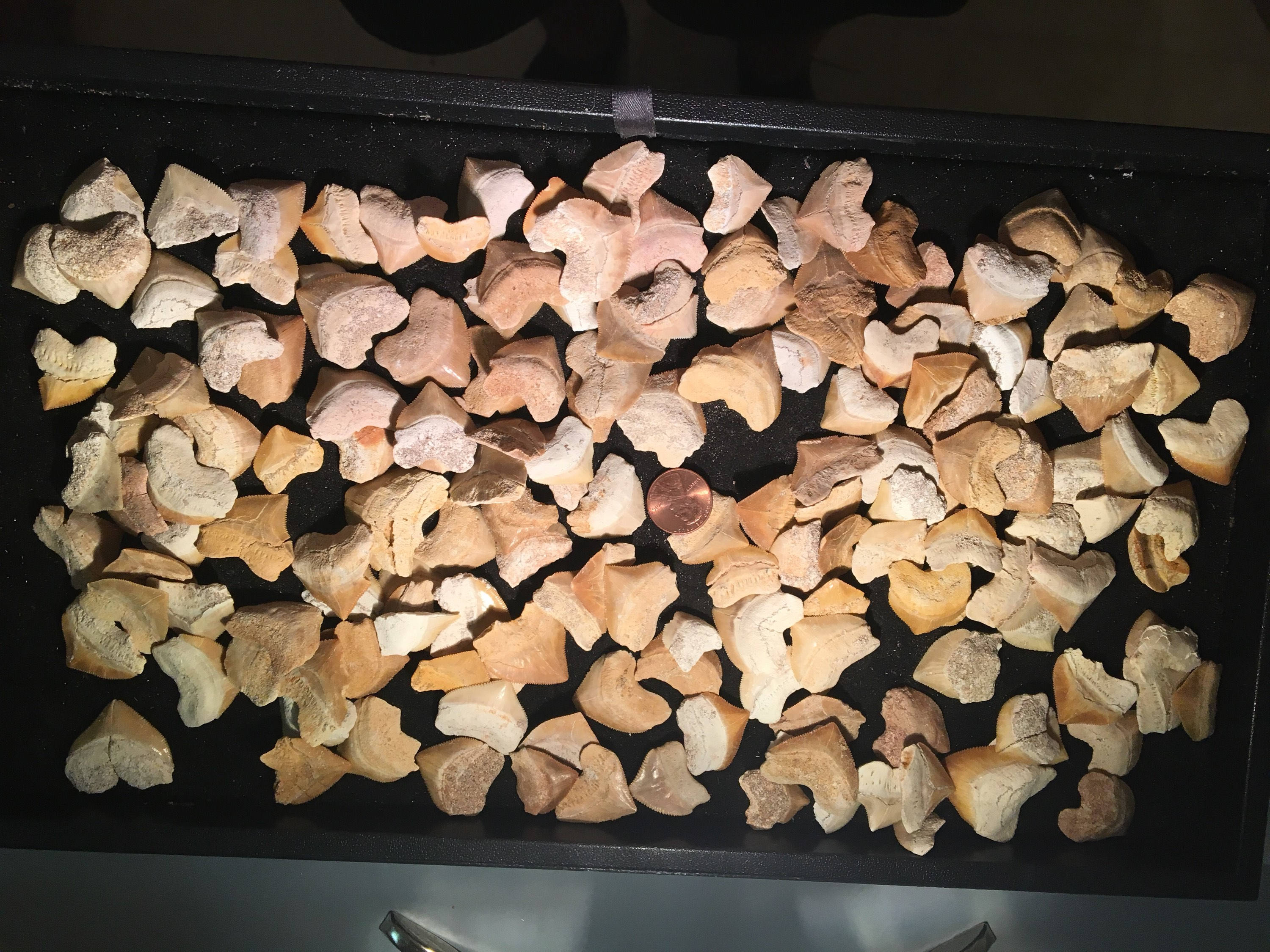 Wholesale Corax Shark Teeth - Etsy