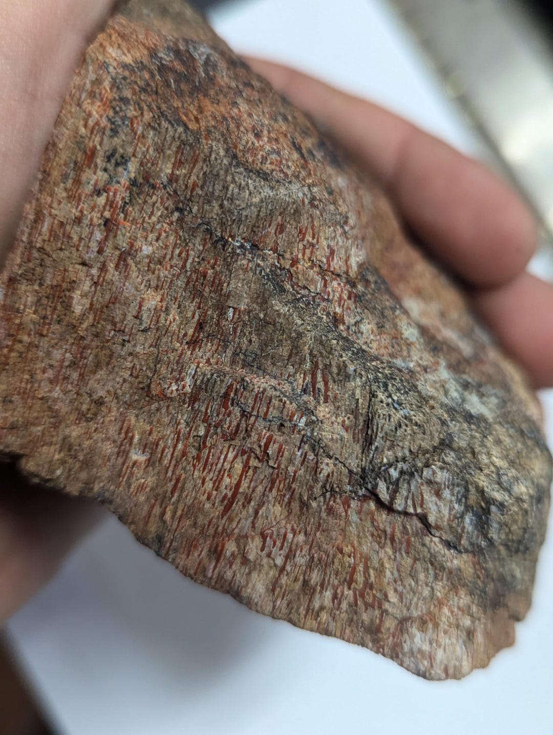 Big Agatized Dinosaur Bone Jasper - Old Stock, Large 1.25lb - Etsy