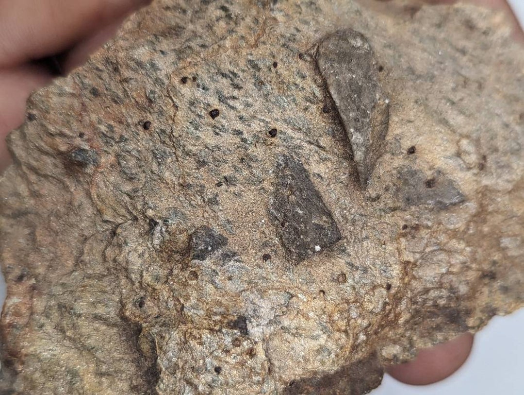 Fairy Cross Stones, Staurolite, in Matrix W Garnets, Virginia - Etsy