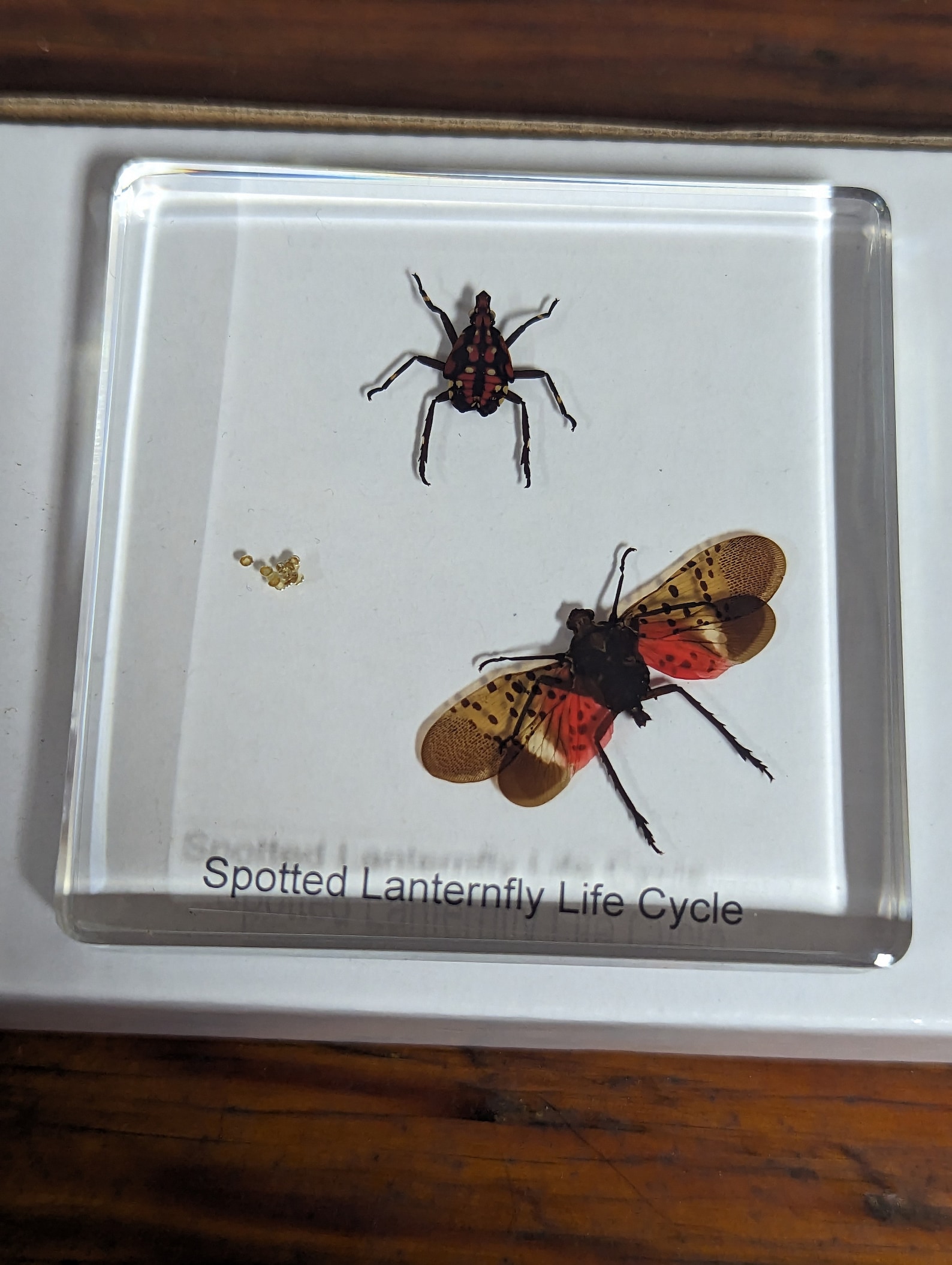 Spotted Lanternfly Life Cycle - Educational Collectible, Real Creatures ...