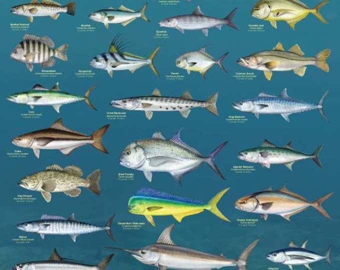 Salt Water Game Fish Large Laminated Educational Poster - Etsy