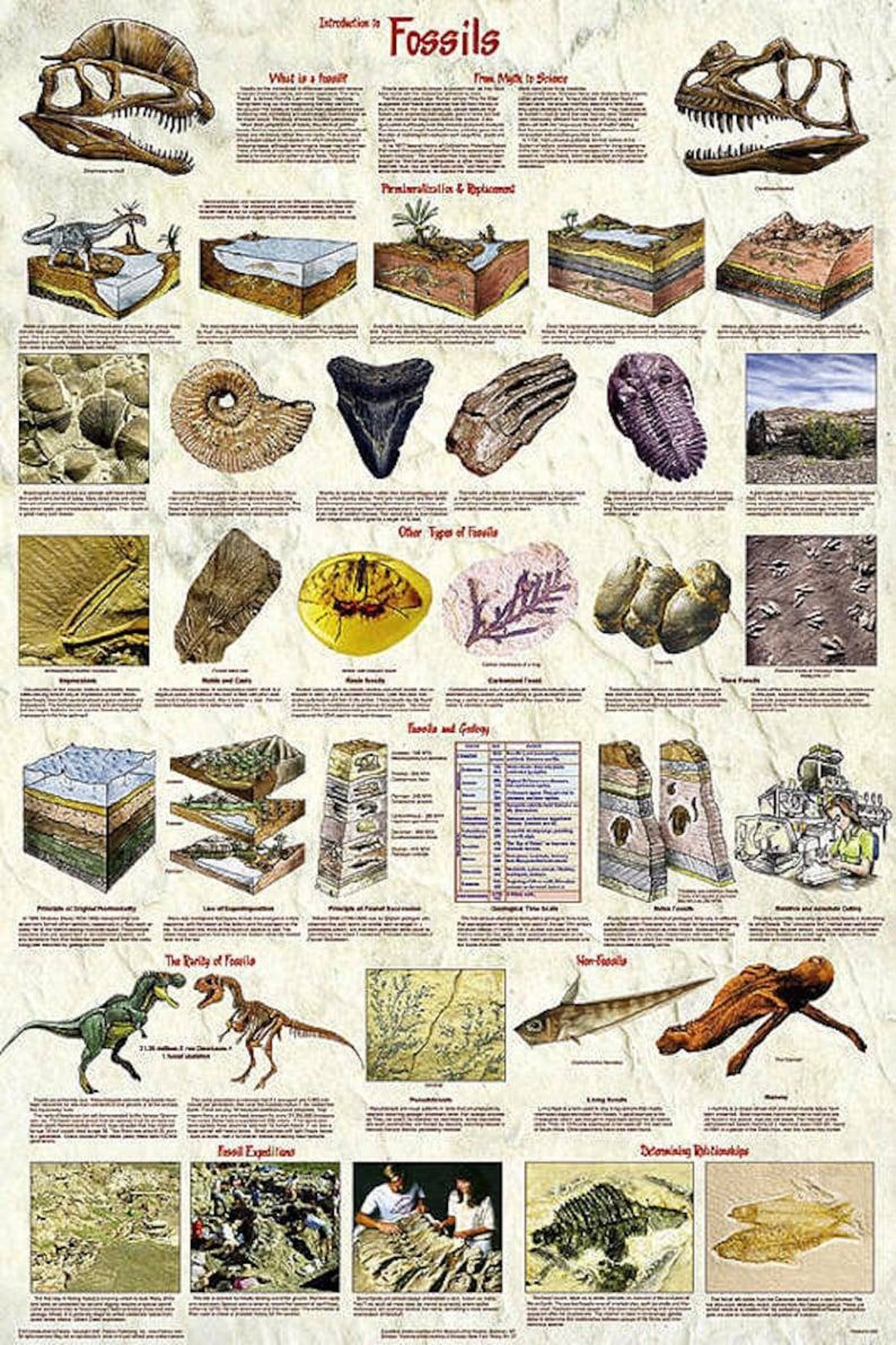 Introduction to Fossils Large Laminated Display Educational Poster - Etsy