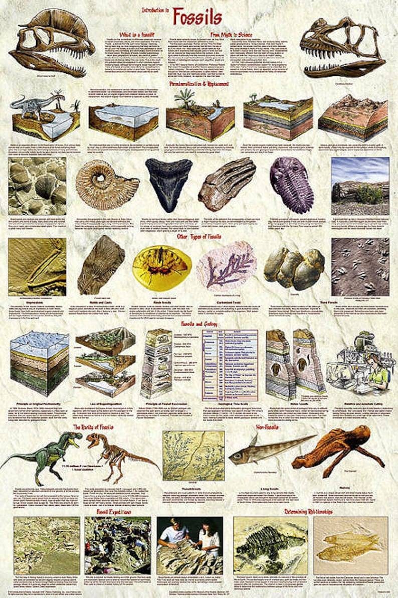 Introduction to Fossils Large Laminated Display Educational Poster - Etsy