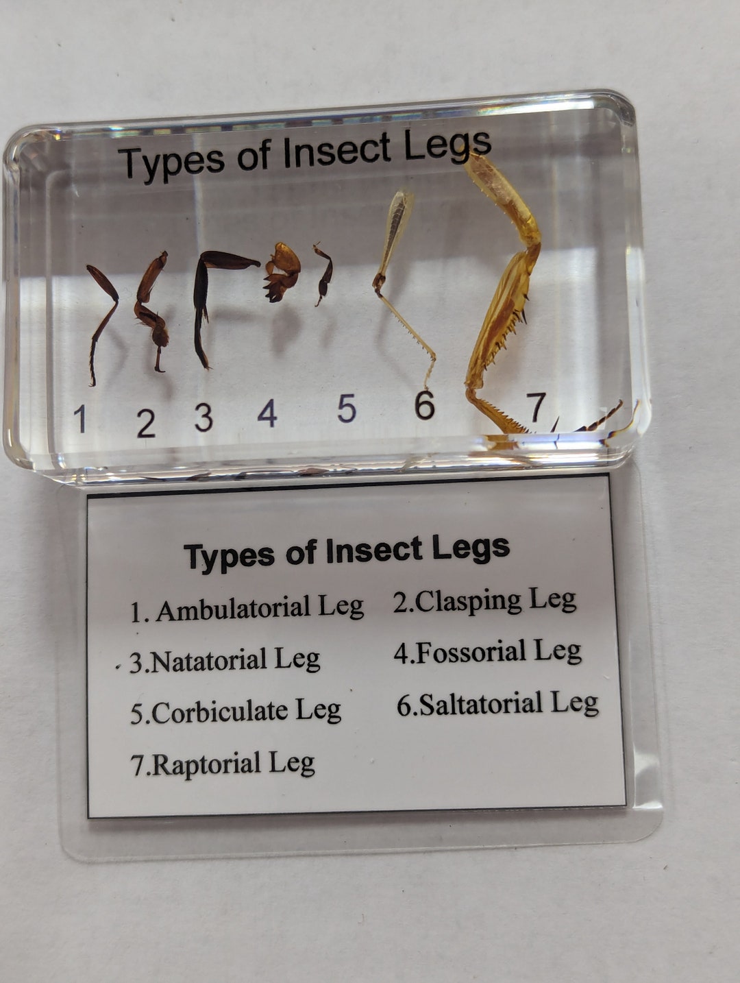Types of Insect Legs Educational Collectible in Resin Modern Day ...