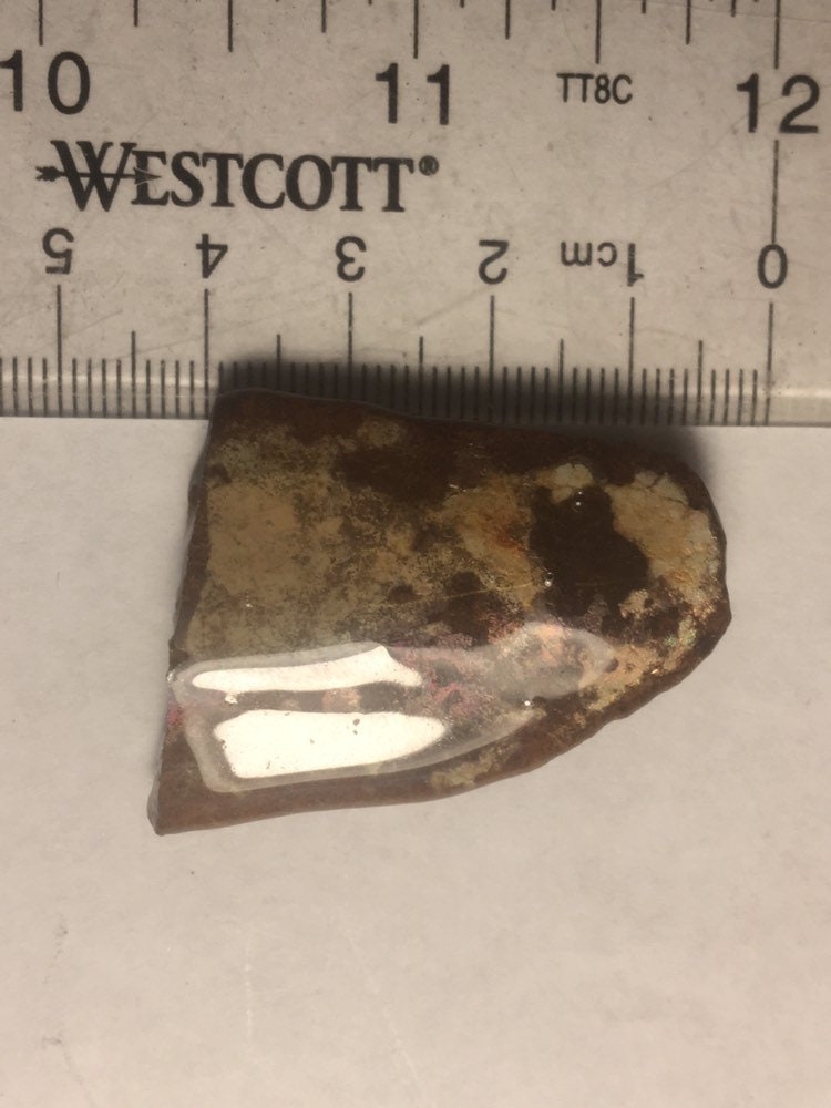 Rainbow Baculite Ammonite Fossil, El Paso County Colorado - Etsy