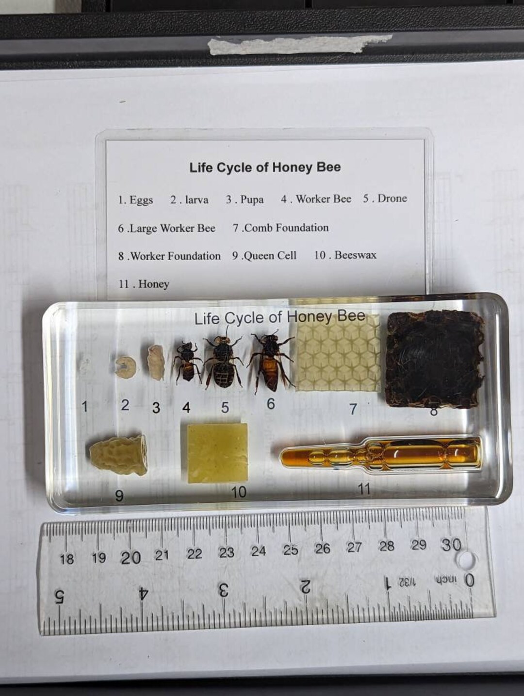Lifecycle of a Honeybee Educational Collectible in Resin Modern Day ...