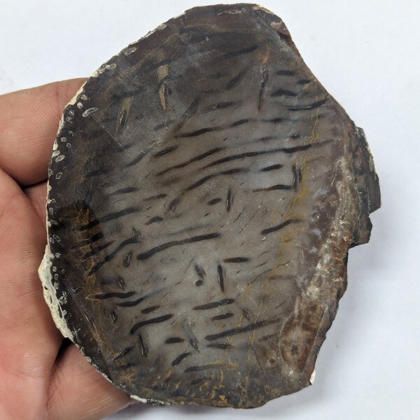 Petrified Wood Slab - Etsy