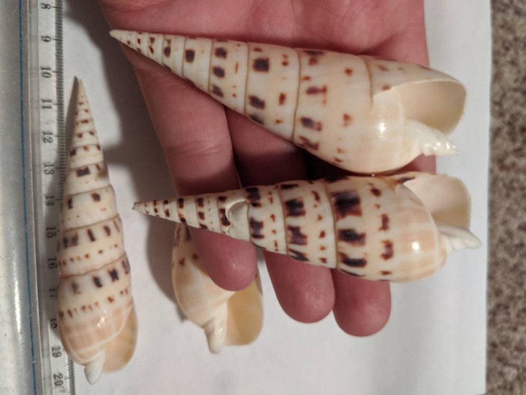 Large Terebra Maculata (gastropod) Shells - Etsy