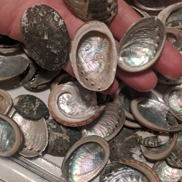 Baby Conch Shell - Etsy