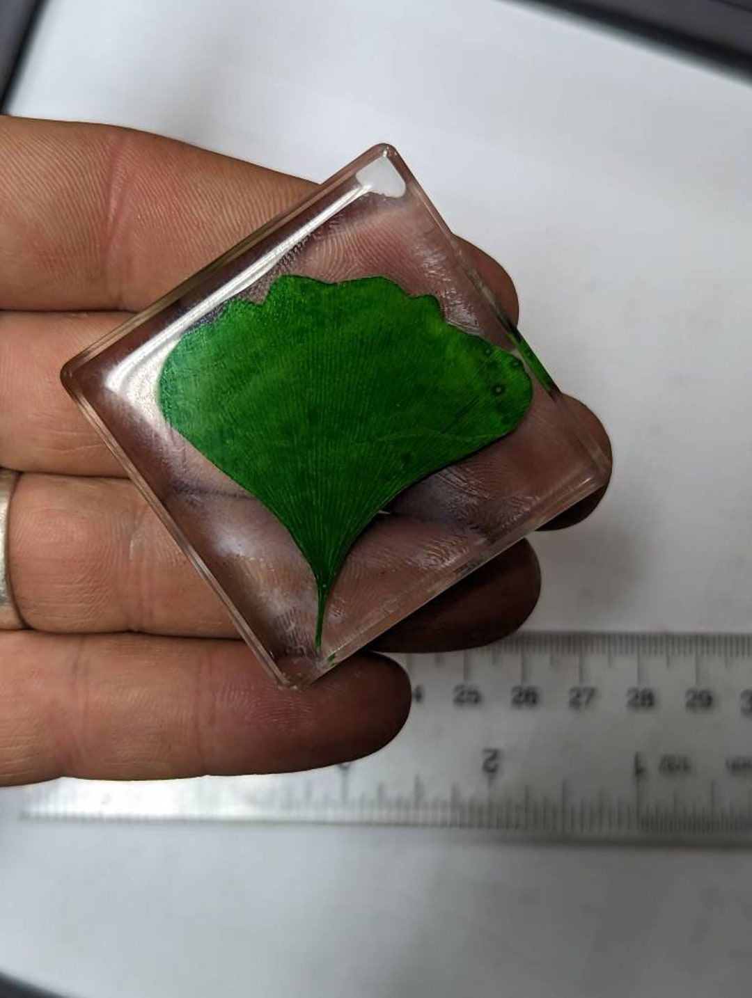 Ginkgo Biloba Leaf - Cool Educational Gift for All - Modern Day Fossils ...