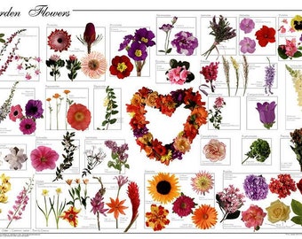 Garden Flowers Educational Poster - Laminated for Quality - Etsy