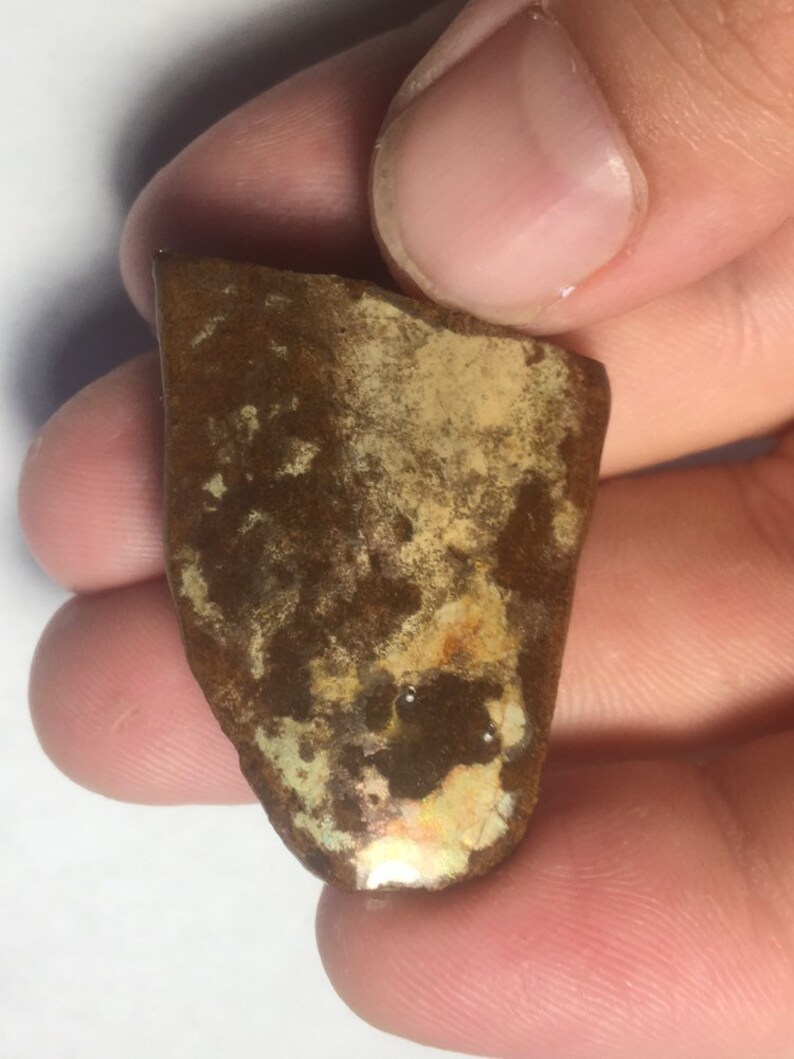 Rainbow Baculite Ammonite Fossil, El Paso County Colorado - Etsy