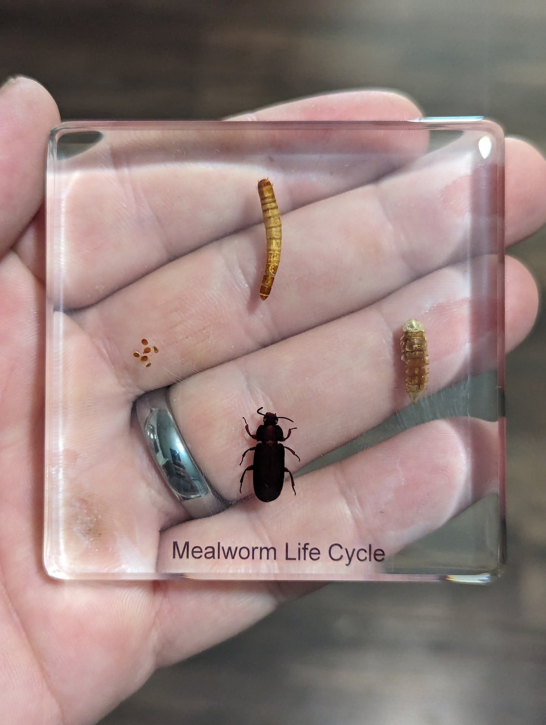 Mealworm Life Cycle - Educational Collectible, Real Creatures in Resin ...