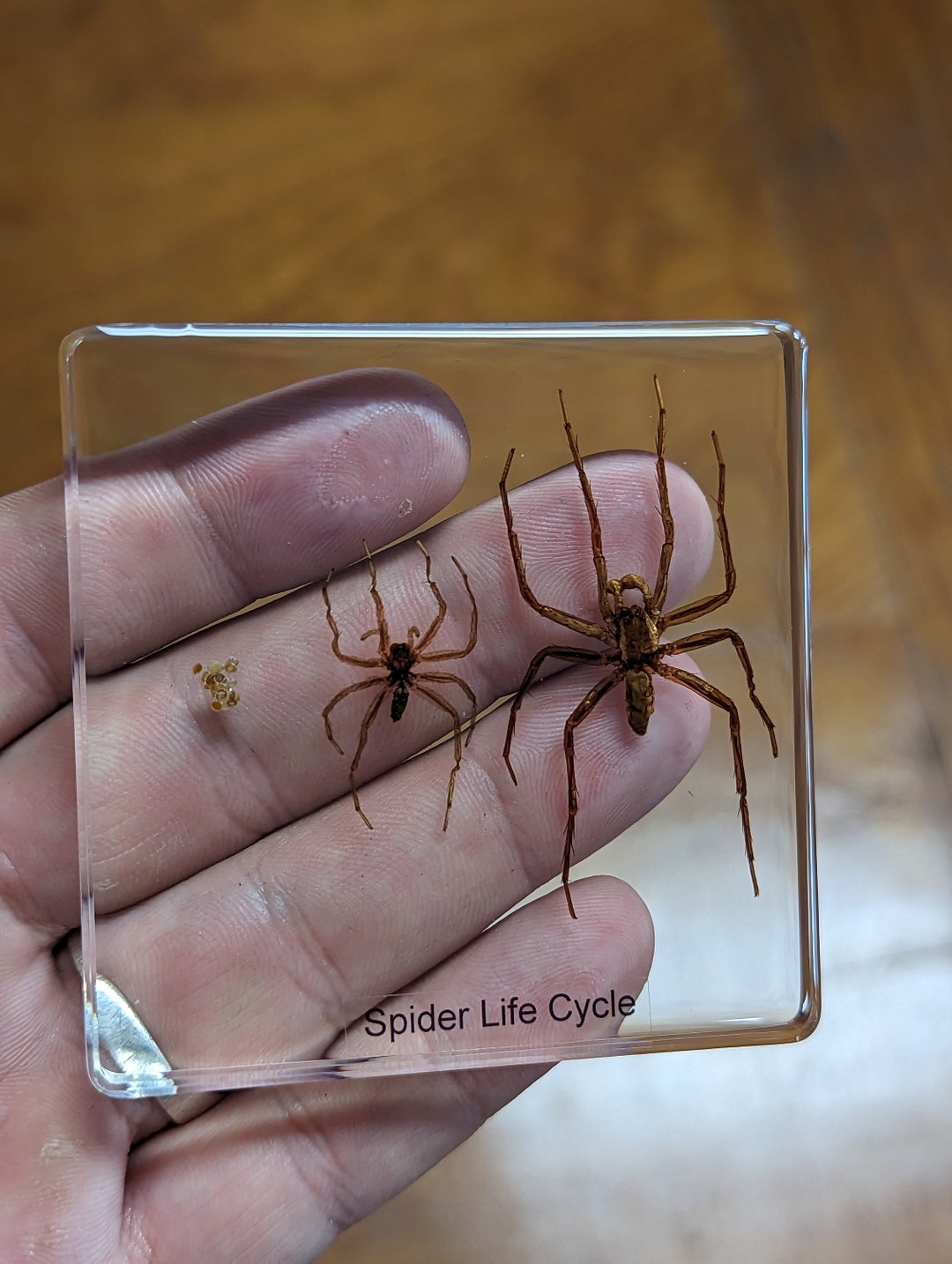 Spider Life Cycle - Educational Collectible, Real Creatures in Resin ...