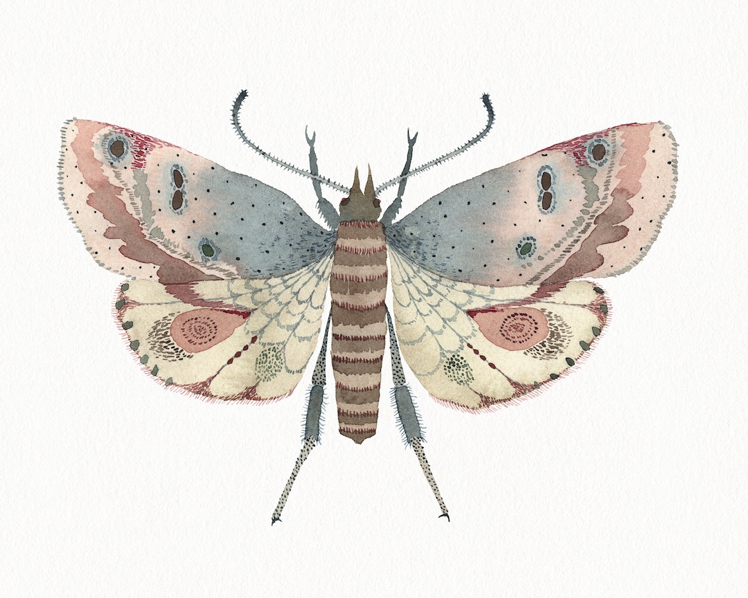 Watercolor Pastel Moth PRINT, Nursery Decor Art, Baby Girl Room Print ...