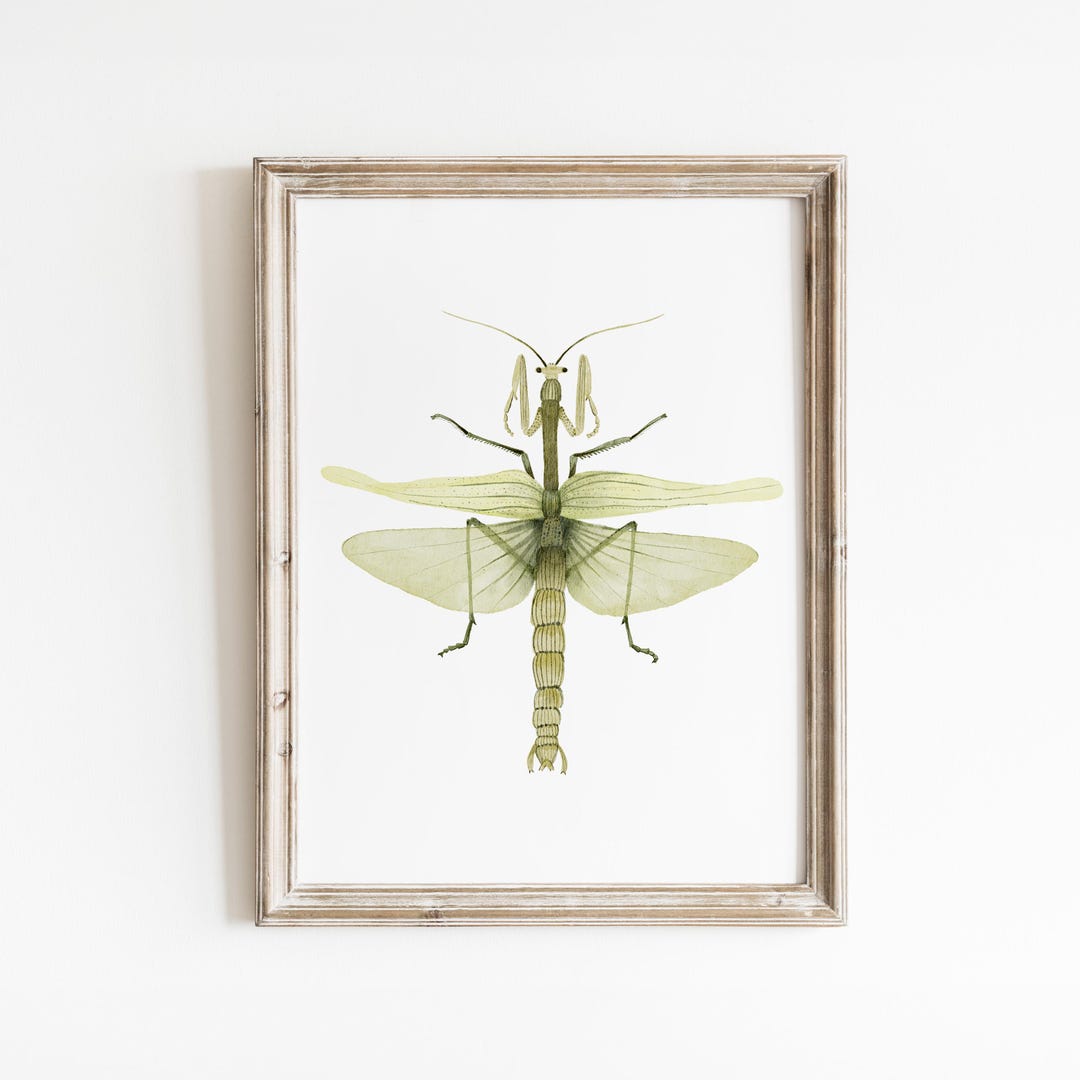 Grasshopper Painting, Watercolor Butterfly Print, Baby Nursery ...