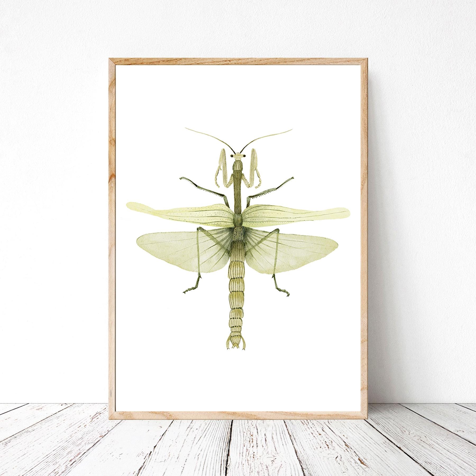 Grasshopper Painting, Watercolor Butterfly Print, Baby Nursery ...
