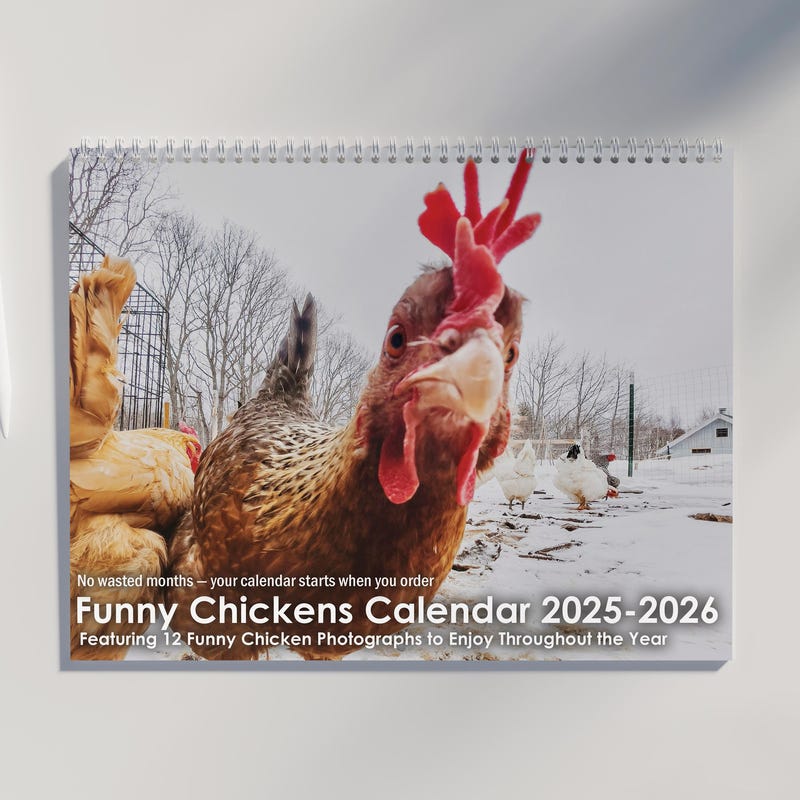 Chicken Calendar 2026 - Etsy
