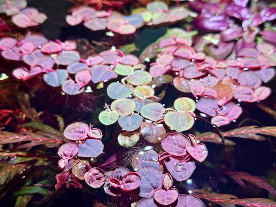 Live Fish 30+ Red Root Floater Plants Live - Floating Aquarium Plants ...