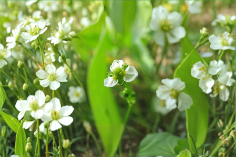 Alisma Subcordatum – Mud Plantain 500 Seeds | Native Aquatic Plant ...