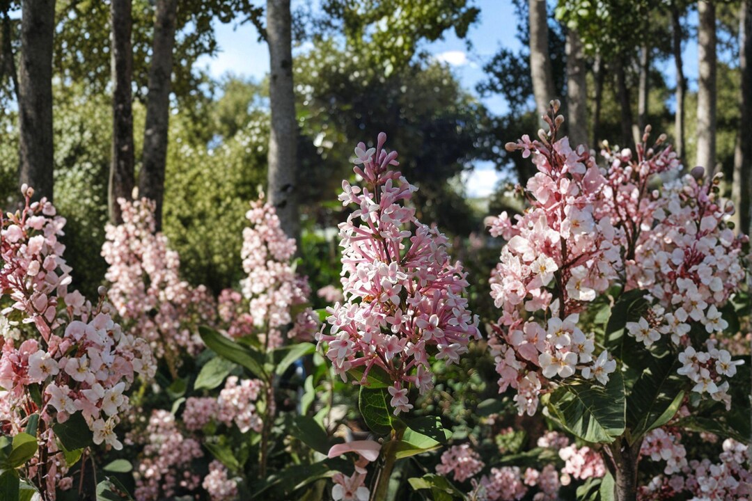 Littleleaf Lilac – Syringa Microphylla 10 Seeds | Fragrant Flowering ...